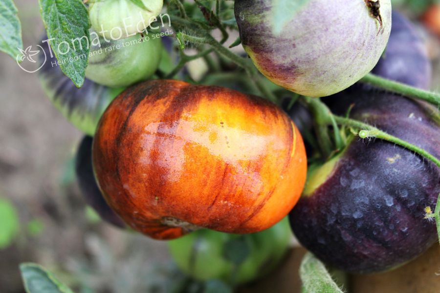 Lucid Gem - Seeds of Tomatoes - Heirloom TomatoEden Site